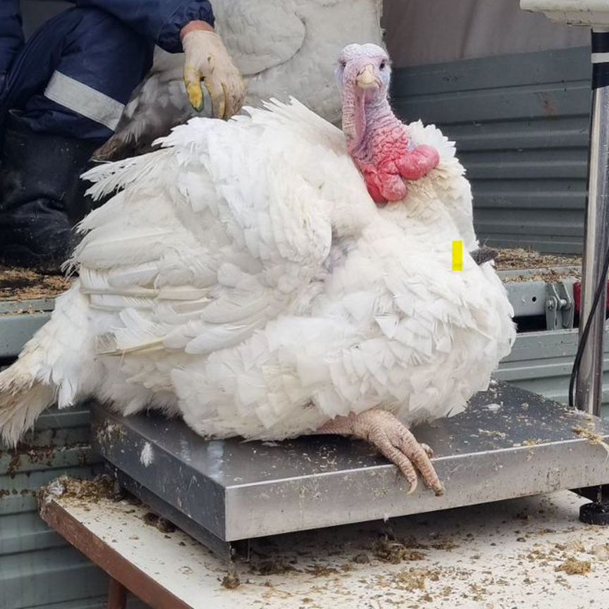 Индюки, Индюшки на мясо 8-25 кг (Оптом)