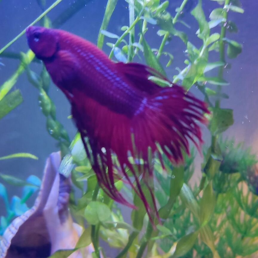 Рыбка петушок самец