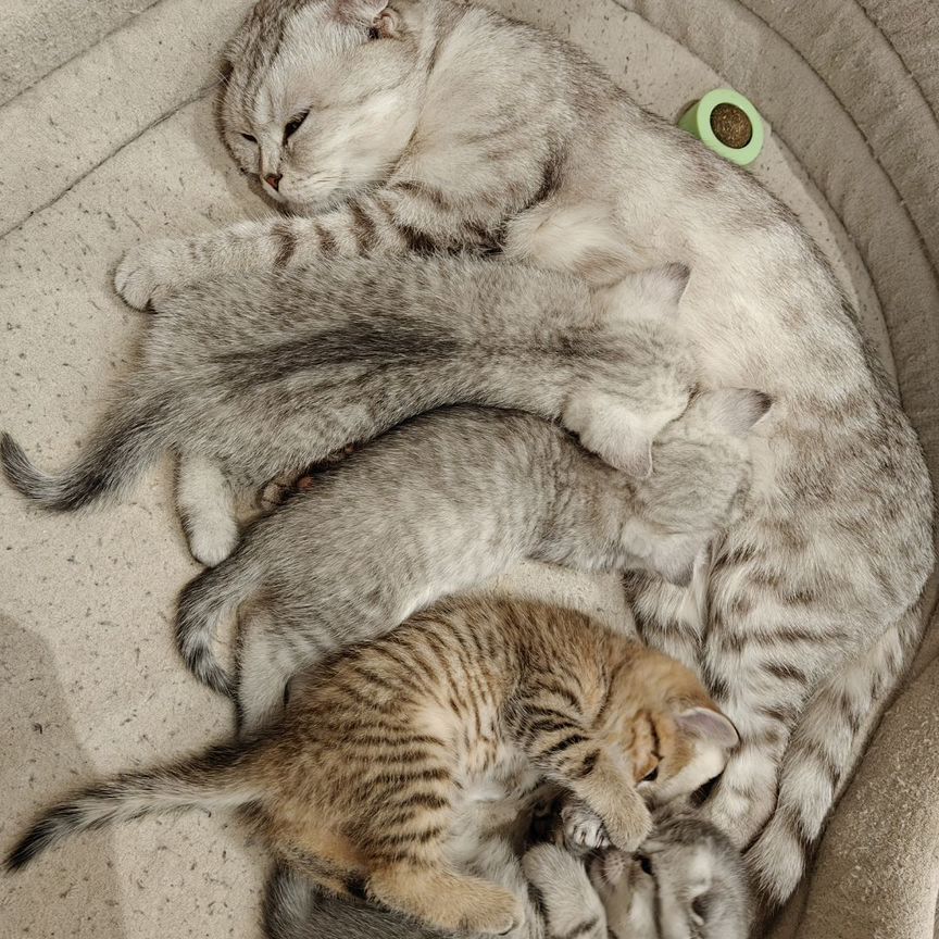 Шотландские Вислоухие, Страйт котята