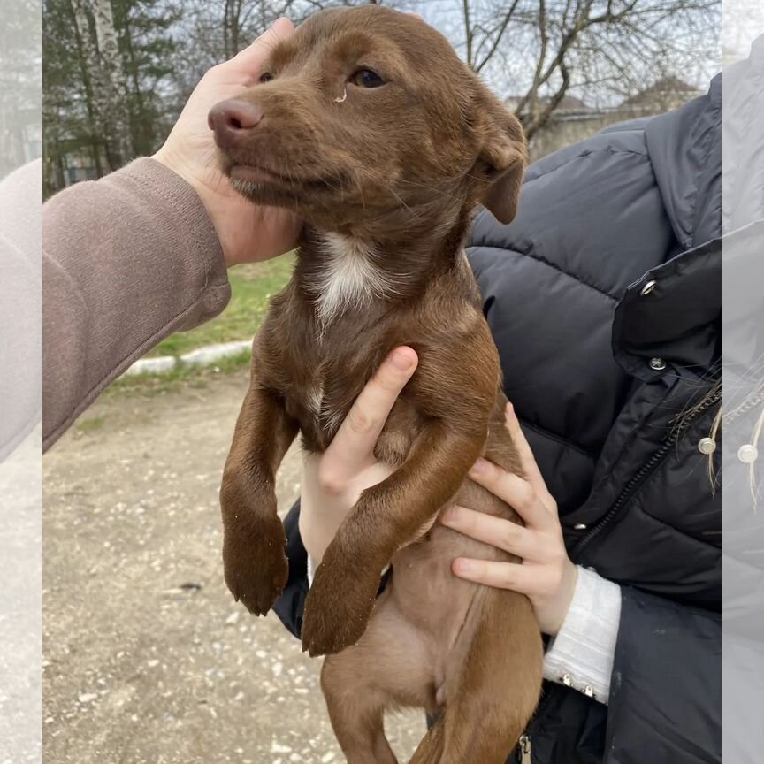 Щенок в добрые руки