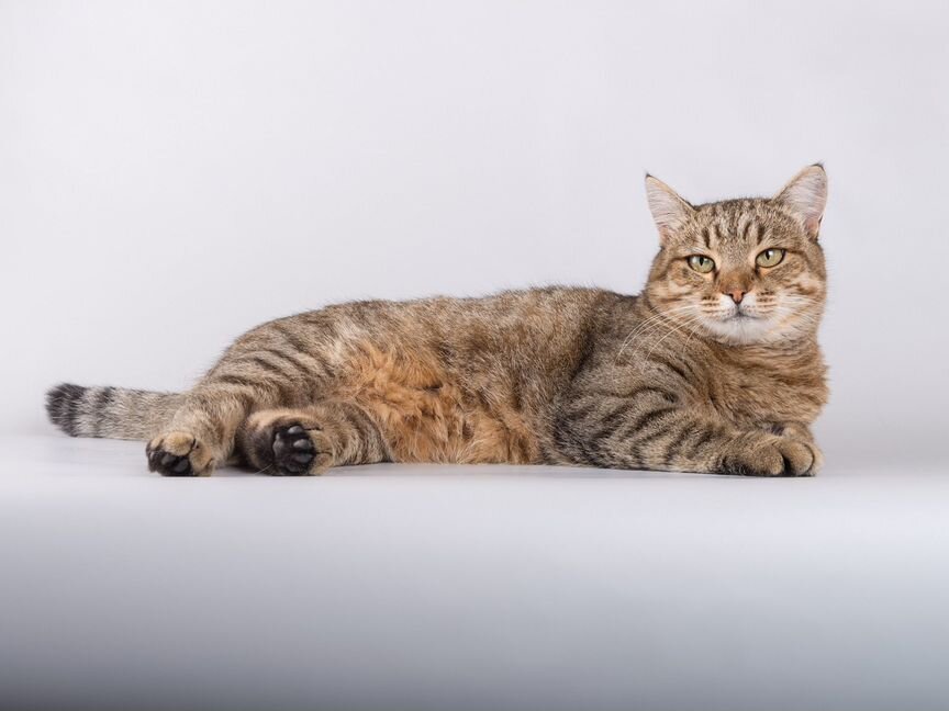 Кошечка Тигрулька в добрые руки