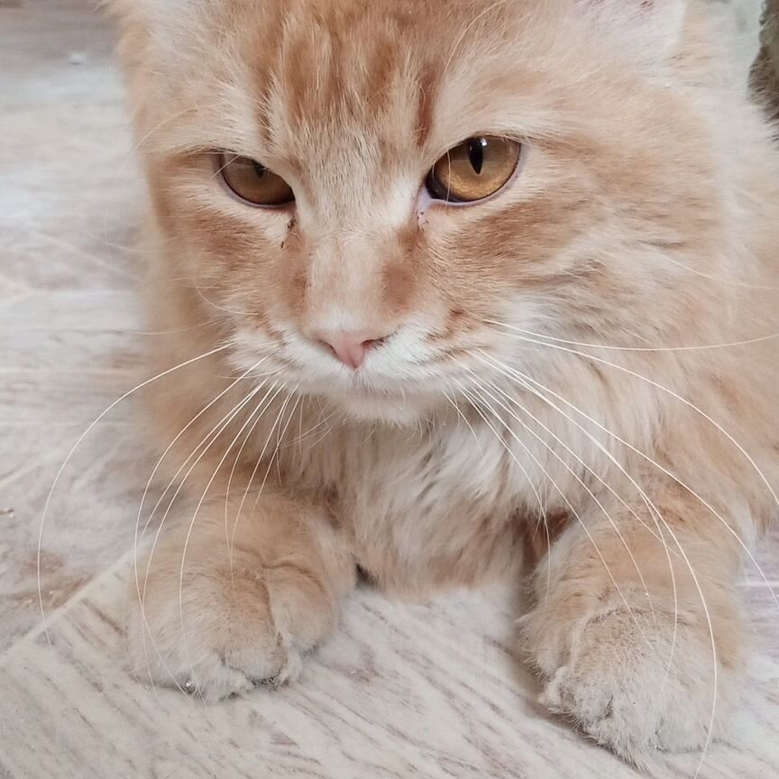 Рыжий кот