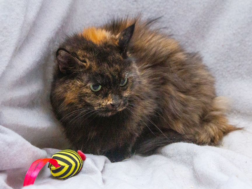 Пушистая красавица Черепашка в дар