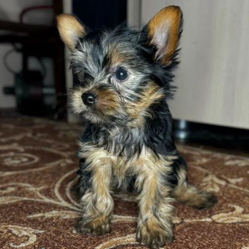 Йоркширский терьер мини щенки