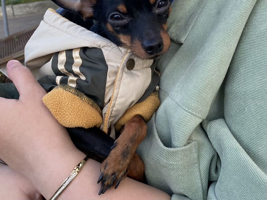 Мини той-терьер Вязка