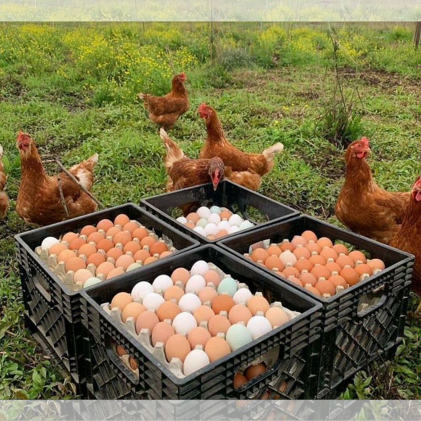 Инкубационное яйцо бройлера и несушки