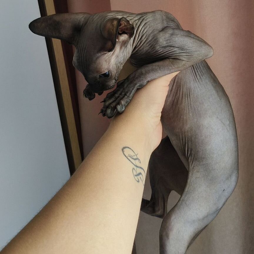 Канадский сфинкс котёнок