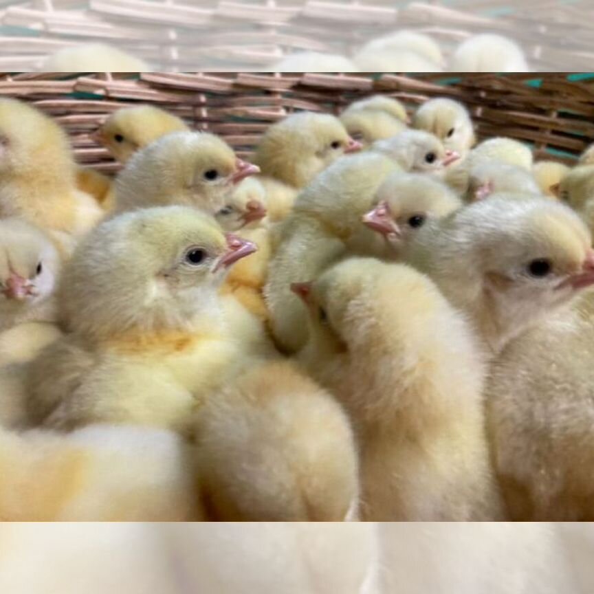 Цыплята бройлеры