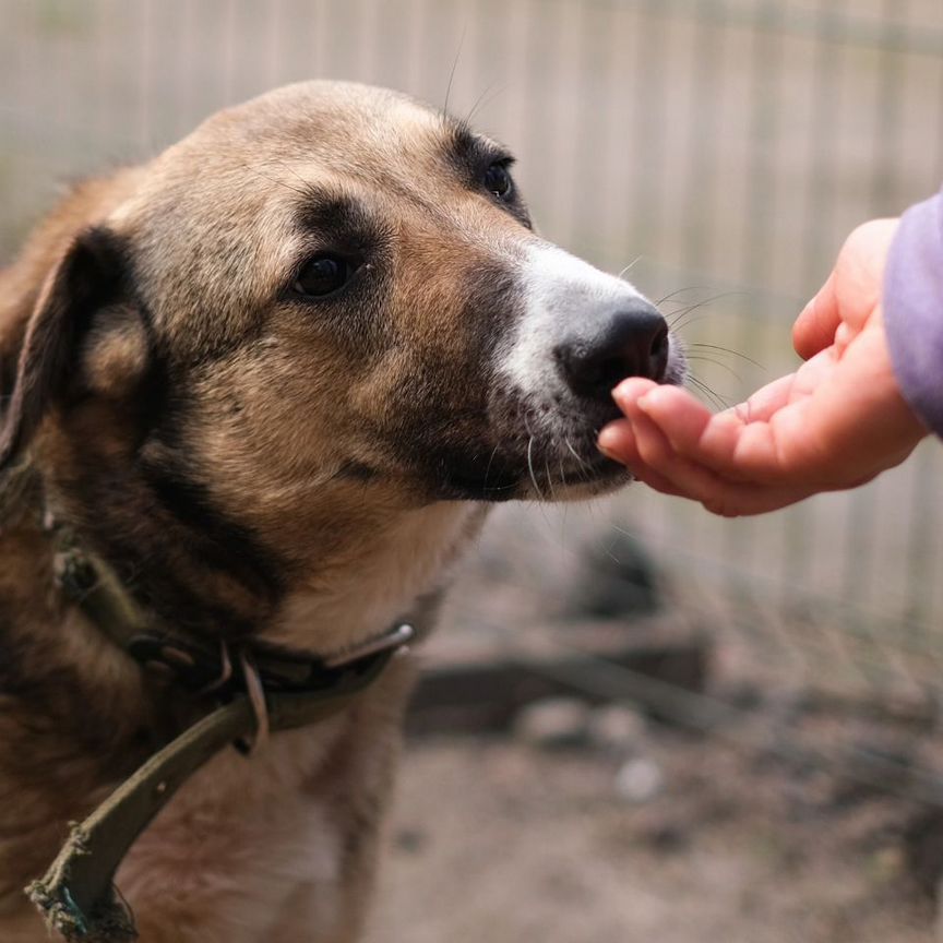Собаки из приюта: робкая Теффи в добрые руки