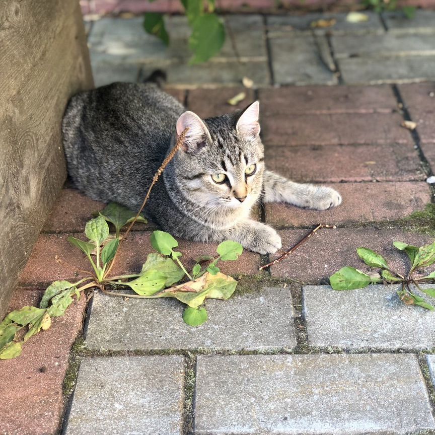Кошечка Бэби