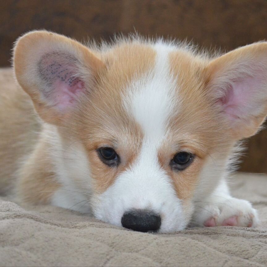 Рыжики (вельш корги пемброк)