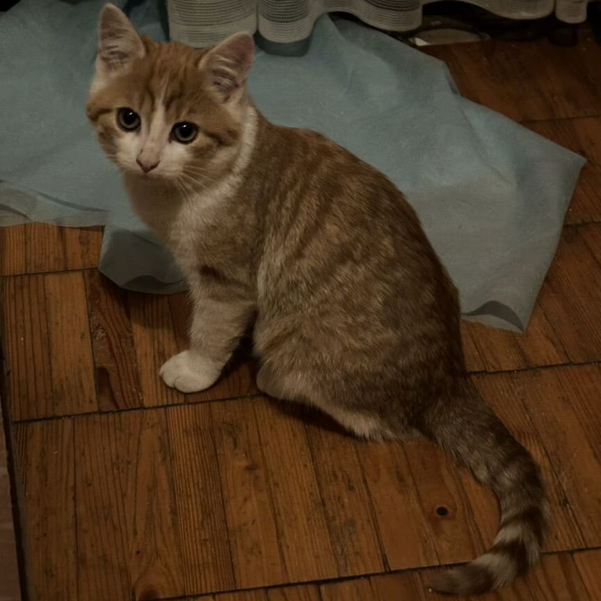 Котёнок в добрые руки