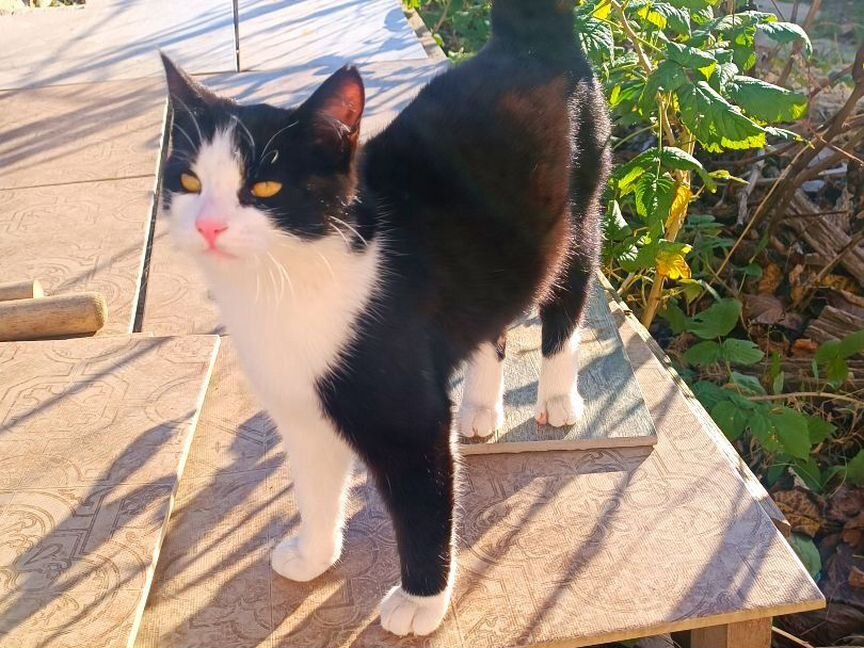 Котенок с рыжими глазами