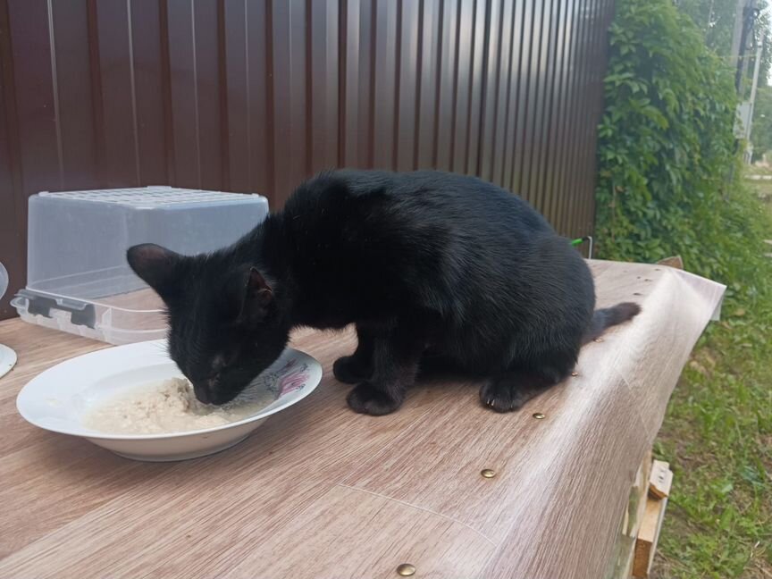 Кошка, 11 месяцев, чёрная