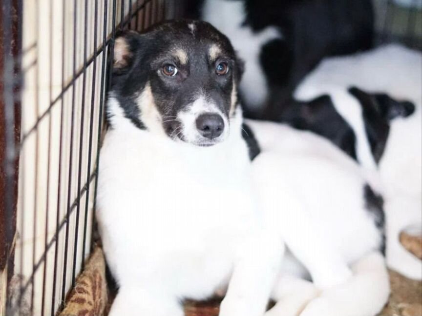 Собака в добрые руки