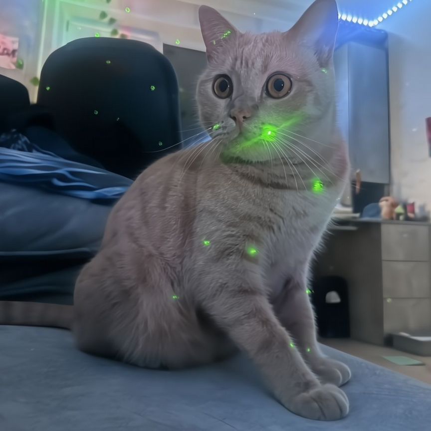 Кот бесплатно