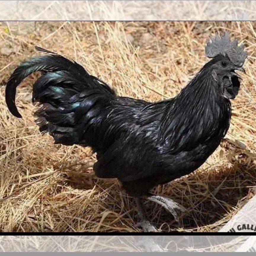 Петух Ухейилюй