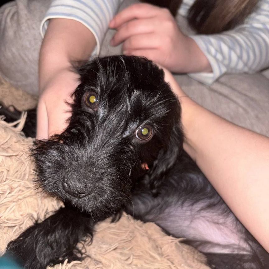 Щенок в добрые руки