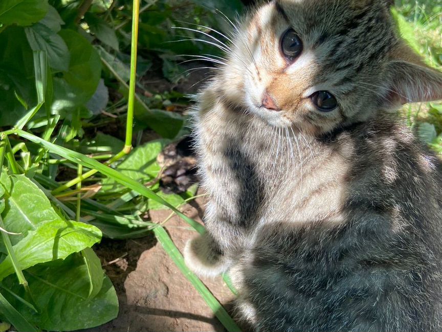 Котенок ищет дом