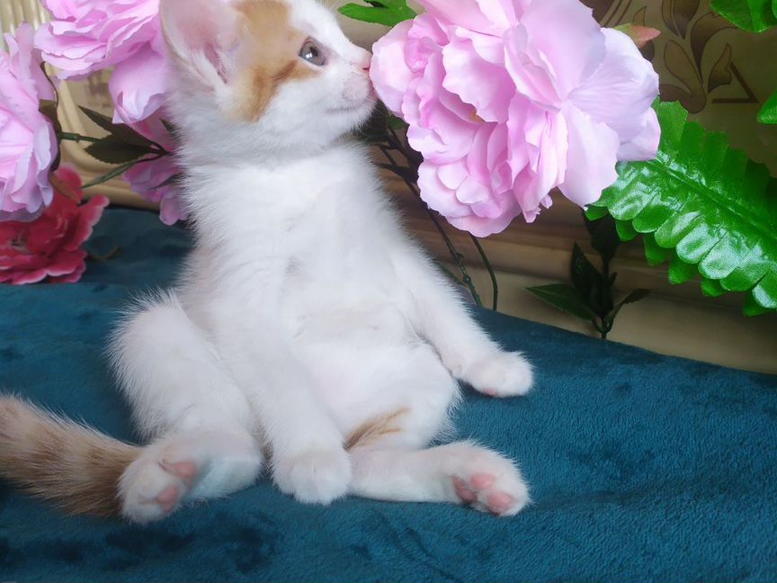 Домашний котенок мальчик рыжо -белый