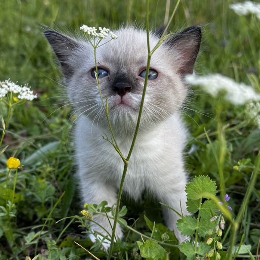 Котята в добрые руки 1 месяц