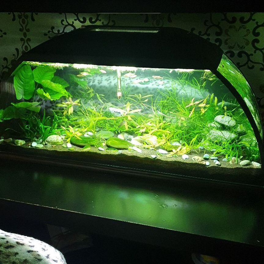 Аквариум бу 60л