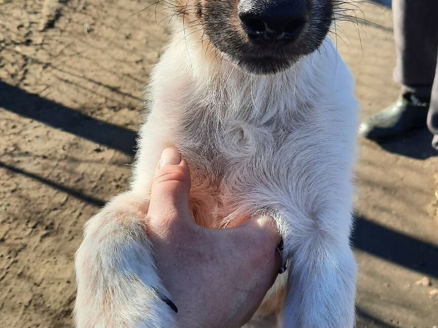 Собака в добрые руки отдам бесплатно