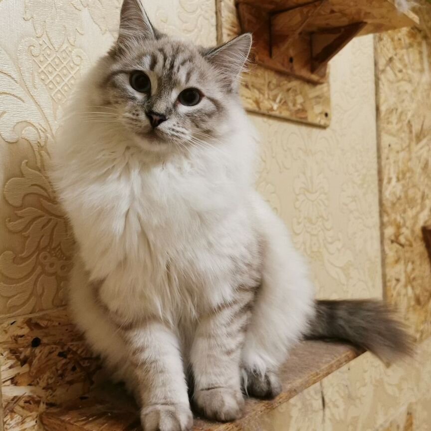 Продам красивую кошечку
