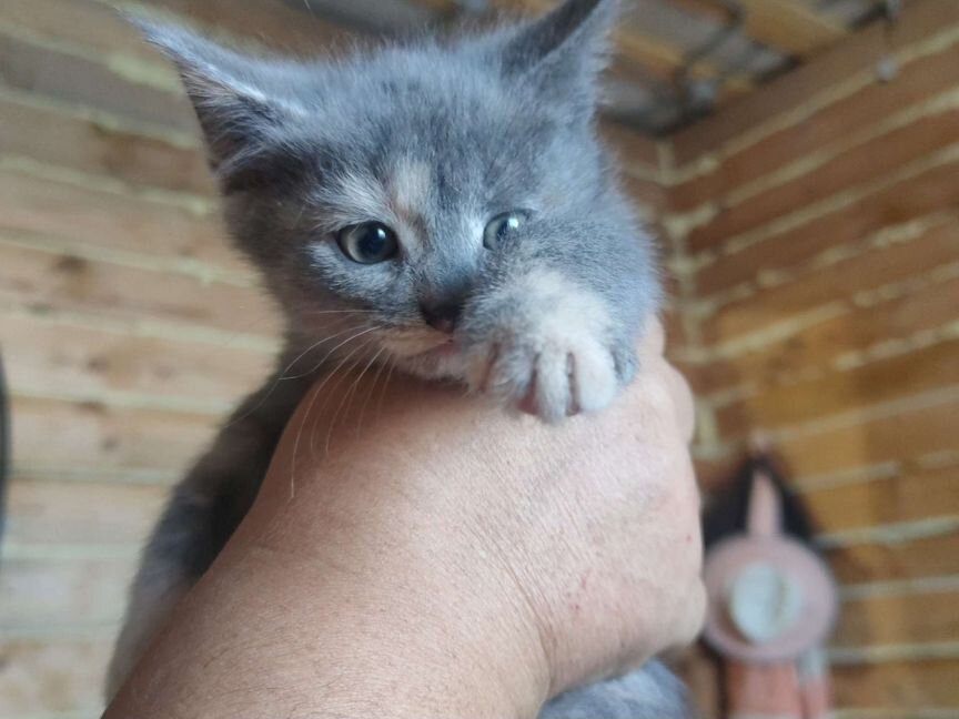 Кошка в дар бесплатно