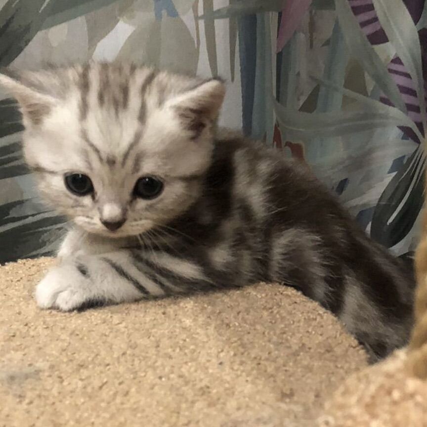 Британский короткошёрстный котёнок