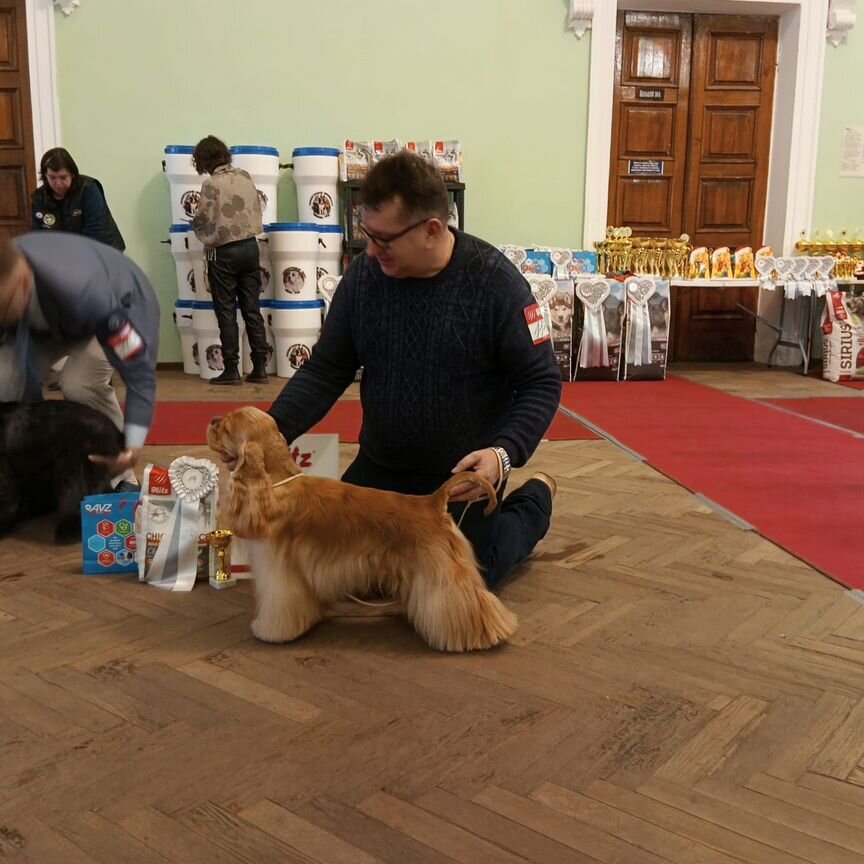 Американский кокер спаниель вязка
