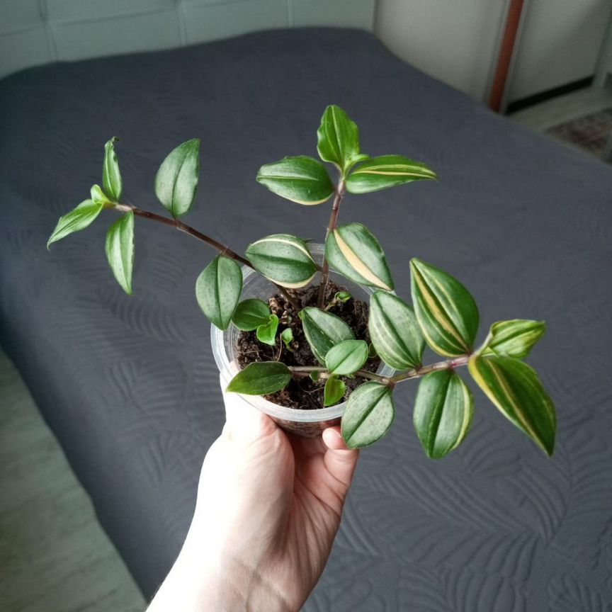 Возьму котенка бесплатно