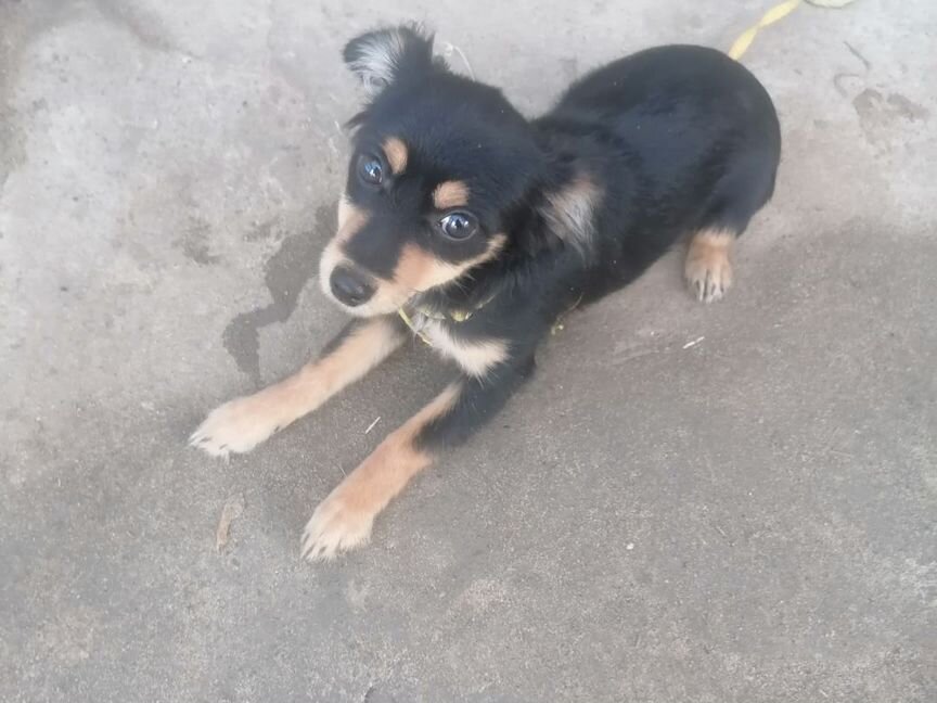 Русский той-терьер