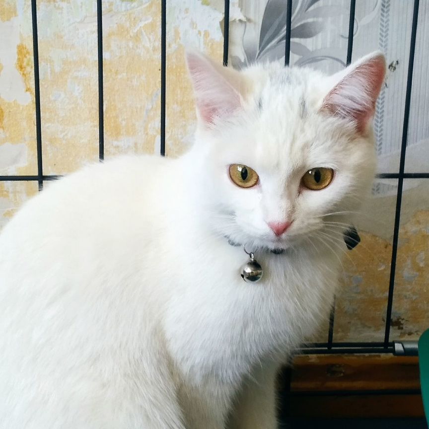 Взрослая, кошка в добрые руки