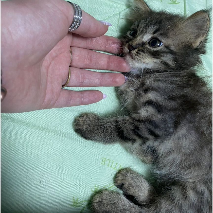 Отдам котят от вислоухой кошки