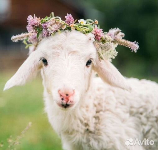 Овечки и барашки