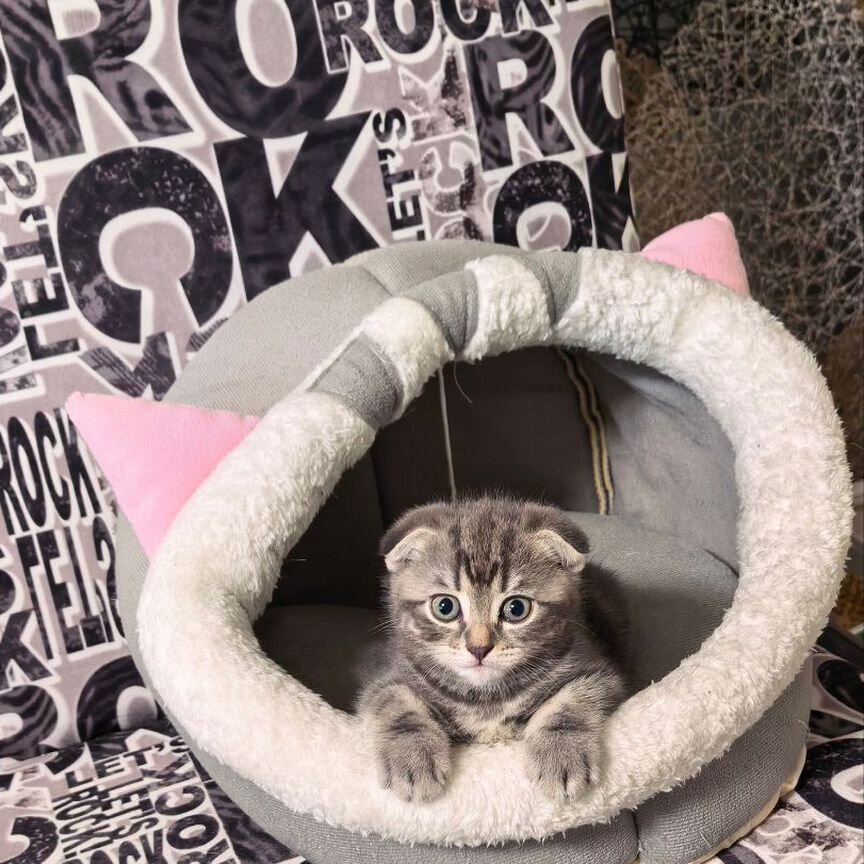 Шотландский вислоухий короткошёрстный котёнок