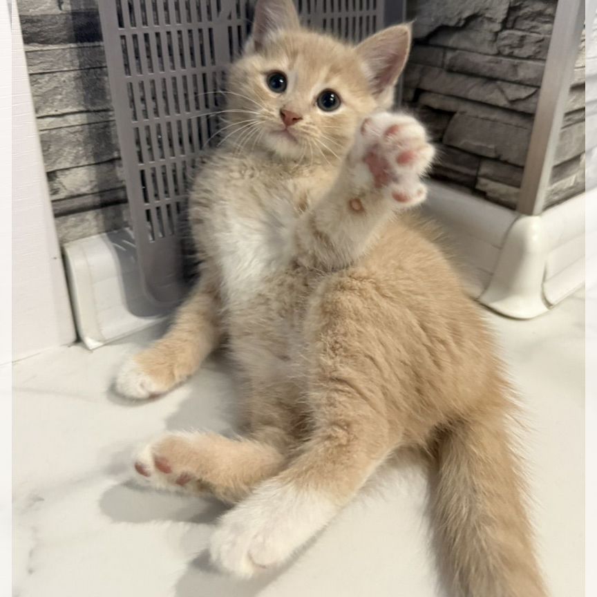 Котята