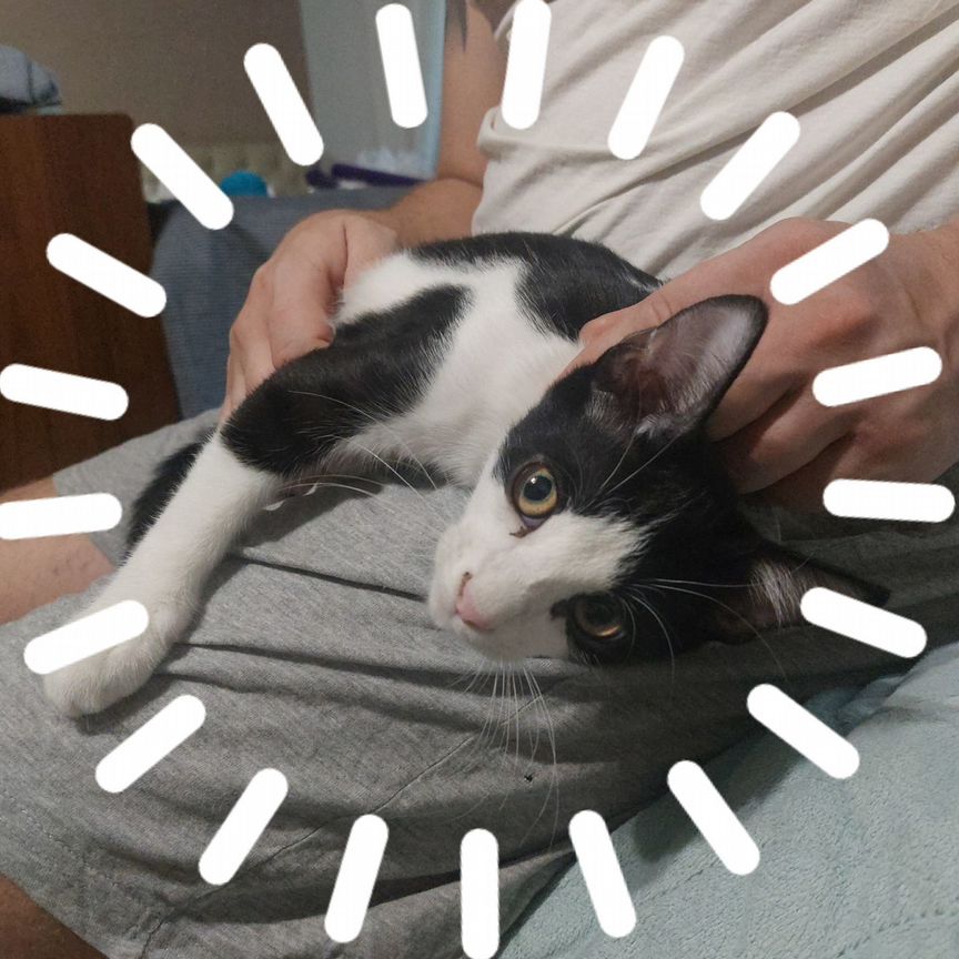 Кот