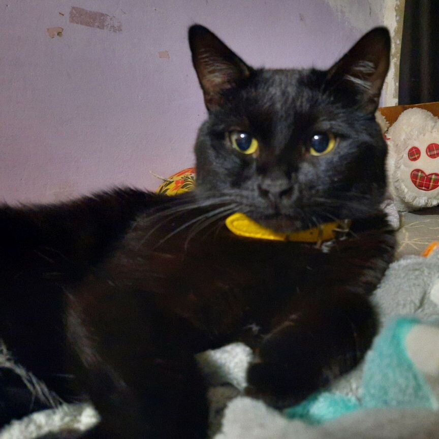 Кот в добрые руки