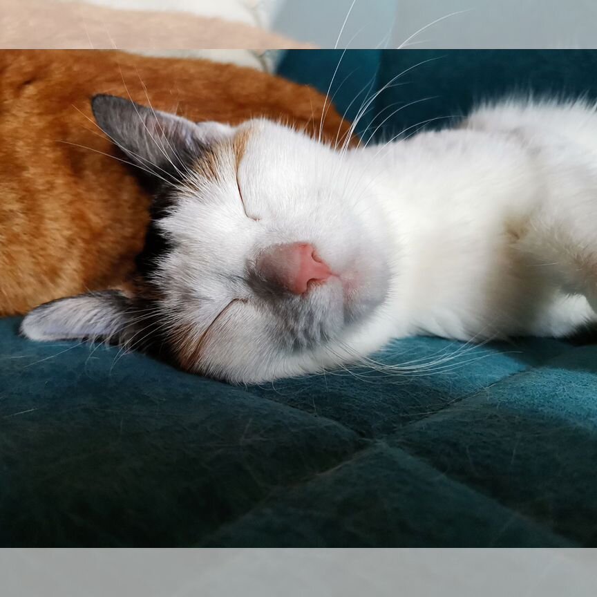 Взрослая кошка в добрые руки