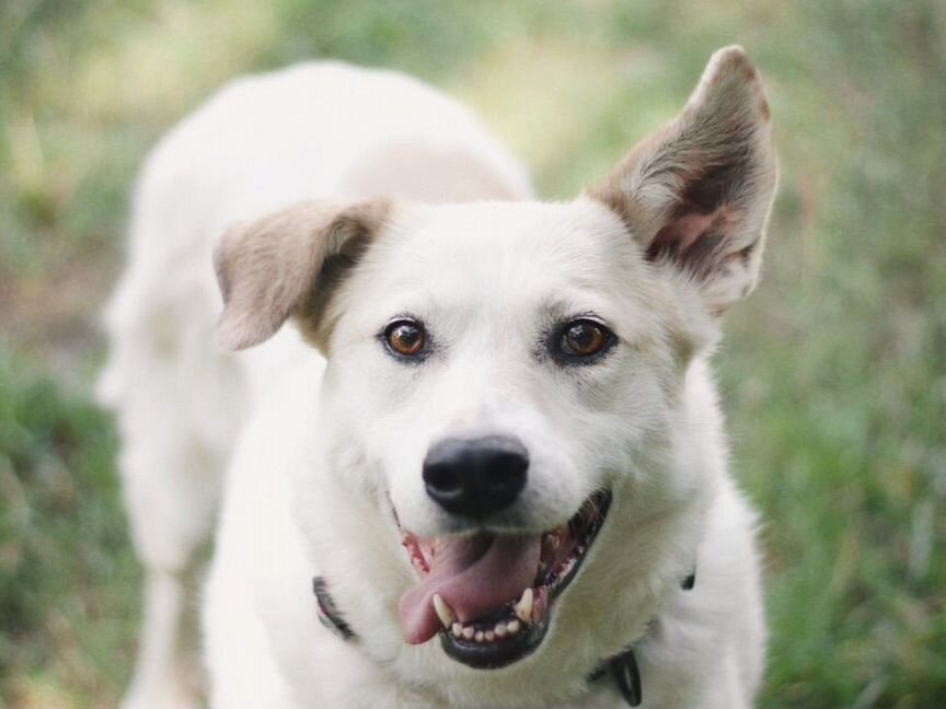 Снежка в добрые руки