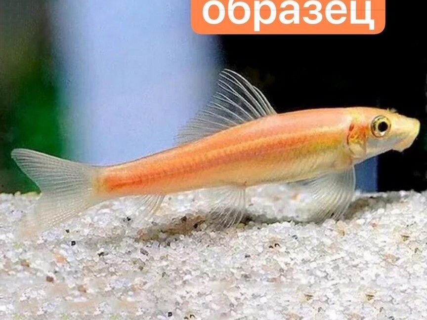 Рыба Гиринохейлус золотой