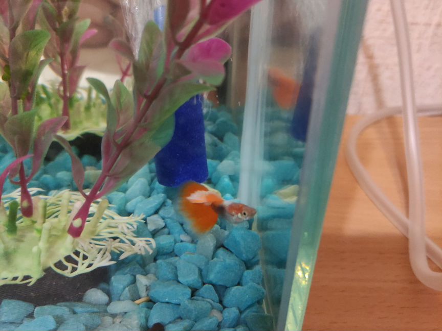 Аквариумные рыбки гуппи