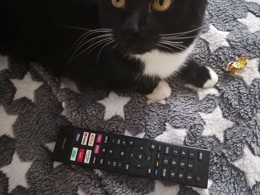 Котик очаровашка