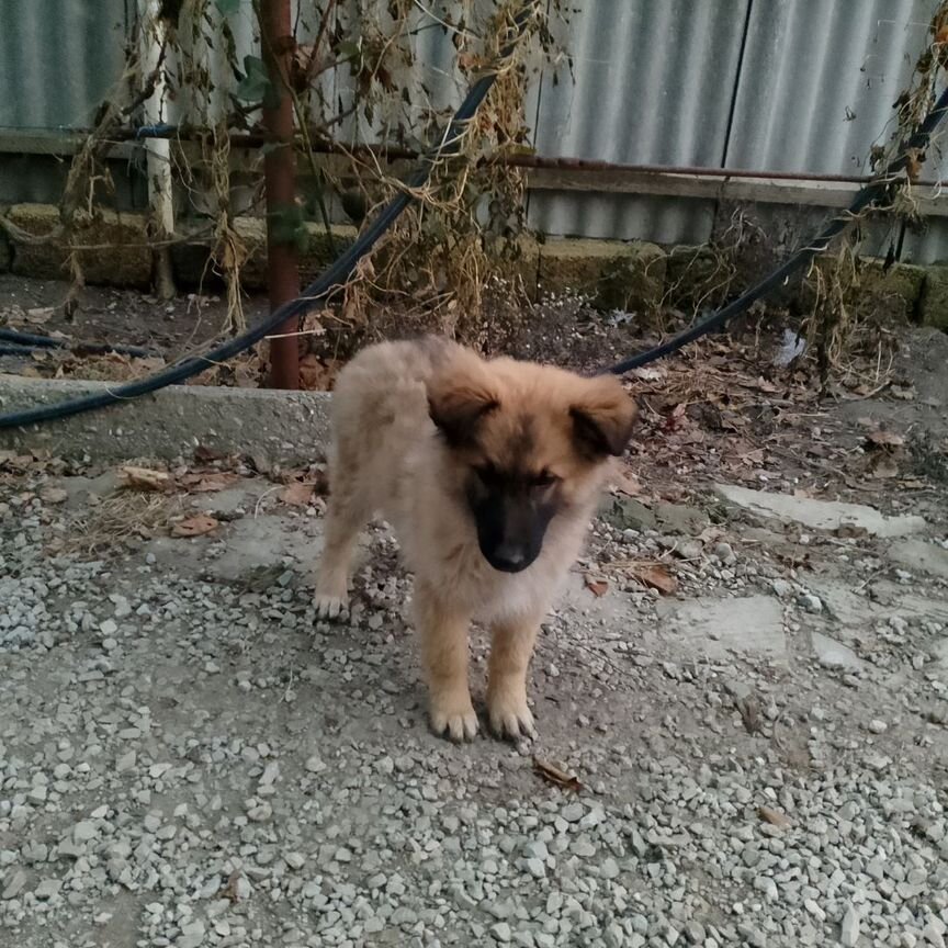 Собака в добрые руки щенок