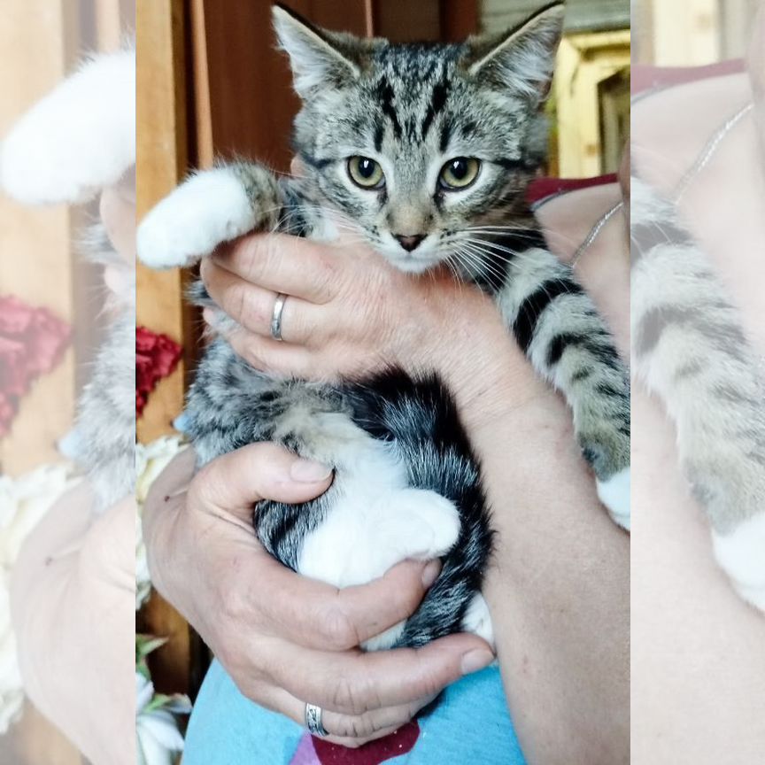 Котенок в добрые руки