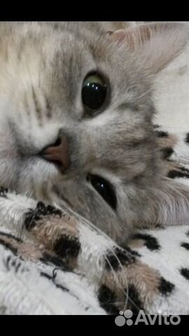 Милому котику нужен дом