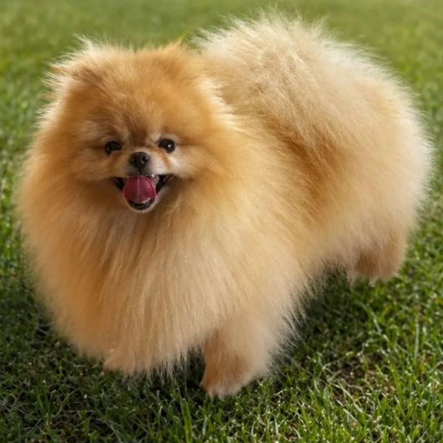 Померанский шпиц, вязка