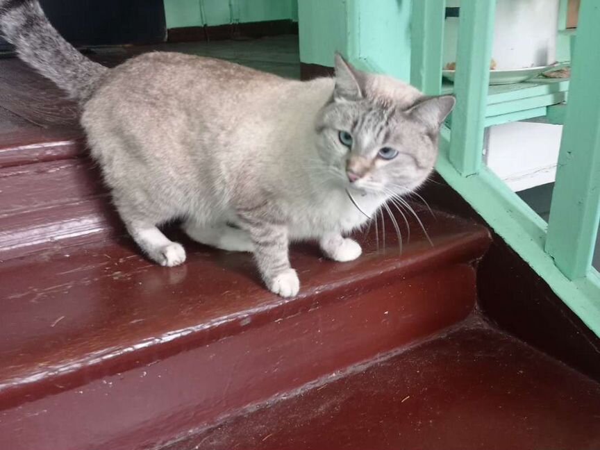 Кот